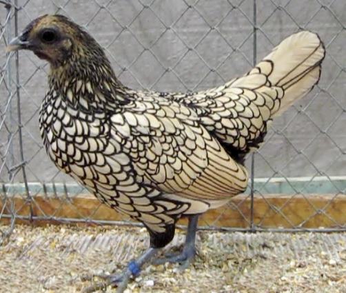 Sebright zitron-schwarzgesäumt